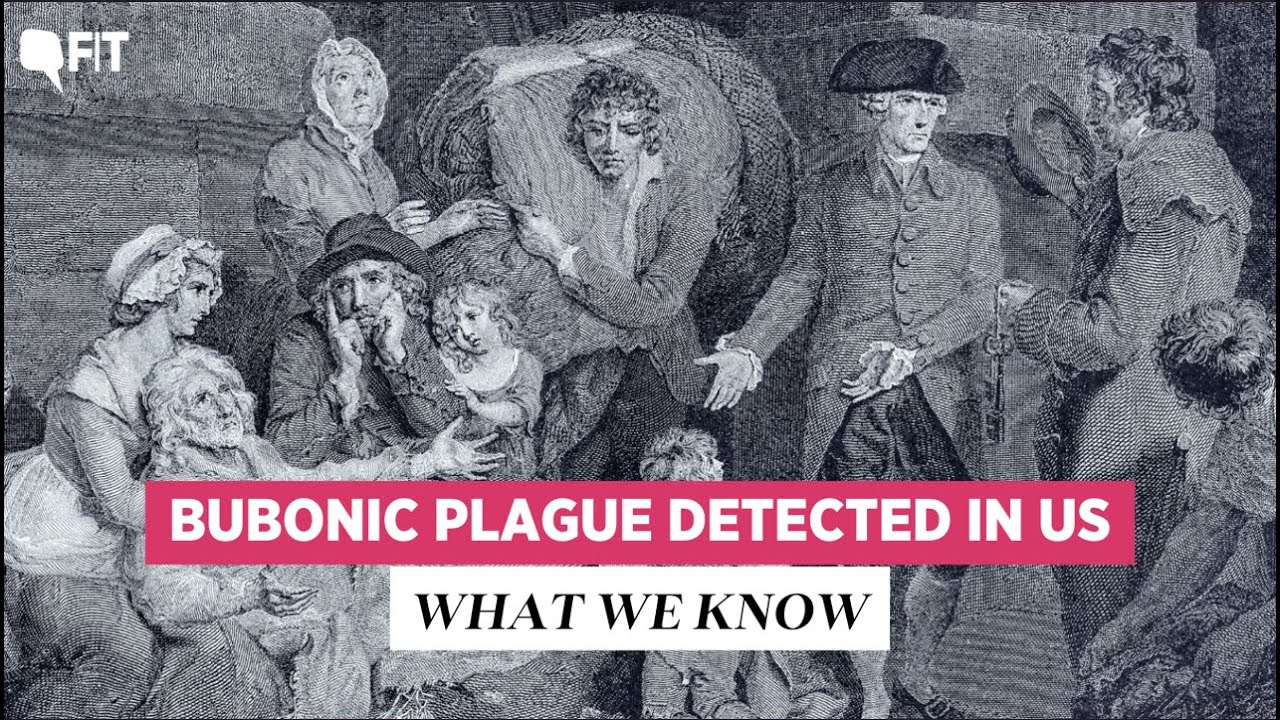 Centuries-Old Bubonic Plague Is Back: What We Know About Fresh Case ...